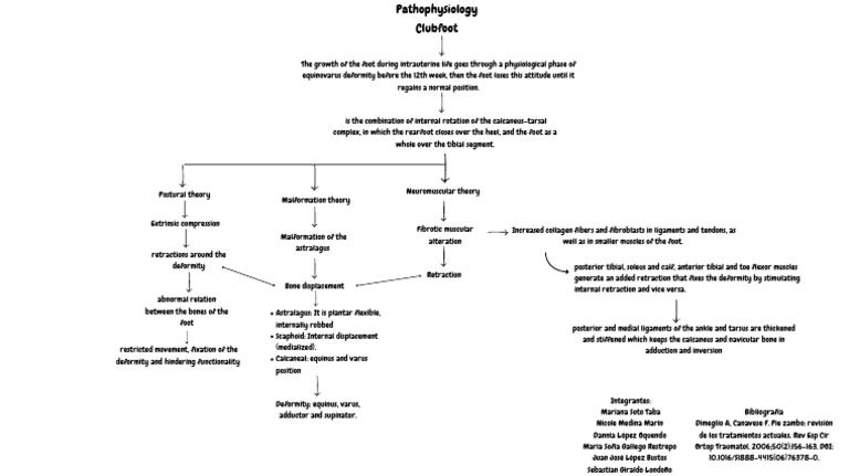 Clubfoot Pathophysiology Overview | PDF | Foot | Anatomical Terms Of Motion