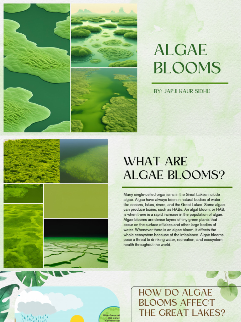 Algae Presentation | PDF | Great Lakes | Ecology