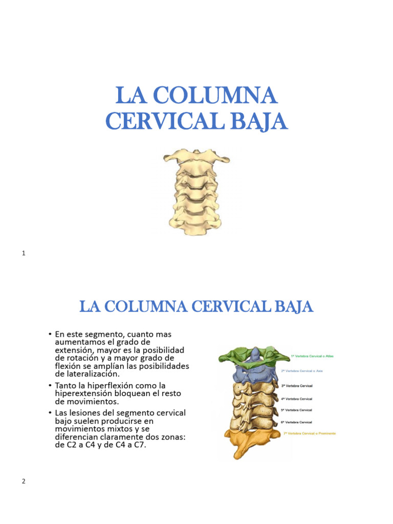 La Columna Cervical Baja | PDF | La columna vertebral | Sistema ...