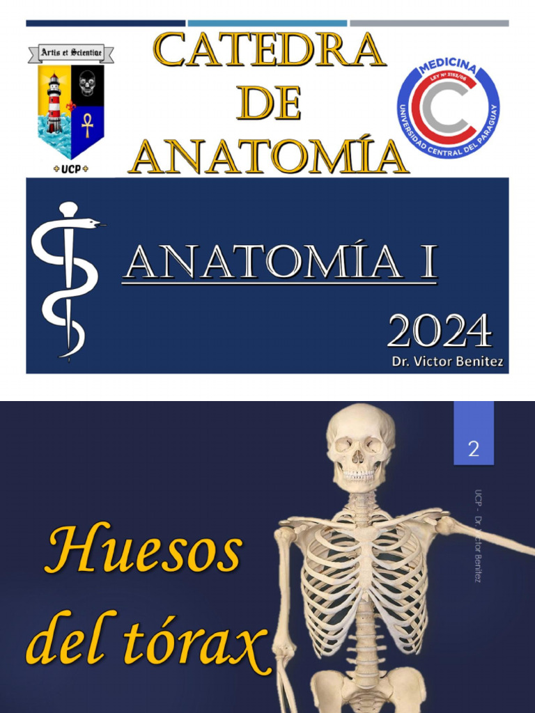 7 Huesos Del Torax 2 | PDF