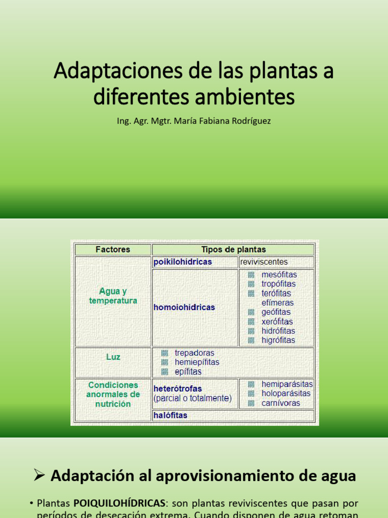 Adaptaciones de Las Plantas A Los Ambientes | PDF | Hoja | Tallo de la ...