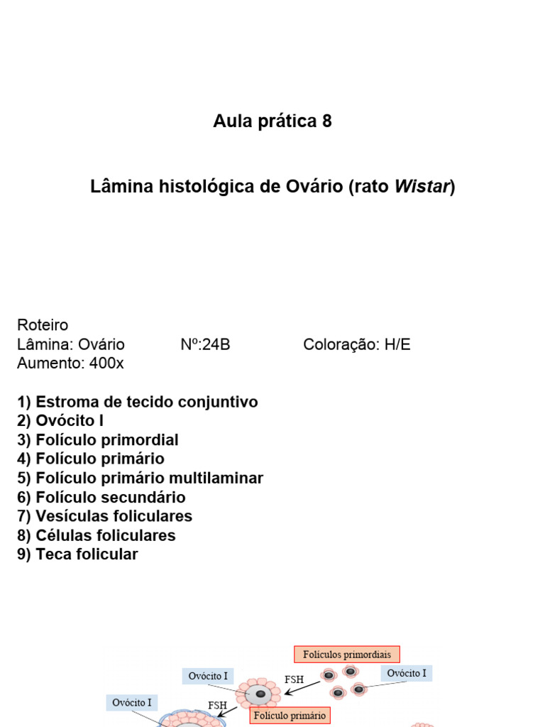 Aula Prática 8 - Sistema Reprodutor Feminino, Embri - 250128 - 093535 ...
