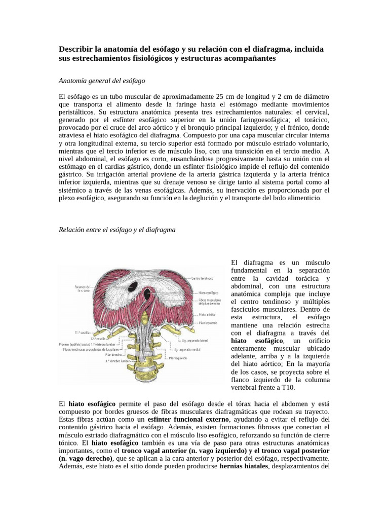 Describir La Anatomía Del Esófago y Su Relación Co | PDF | Esófago ...