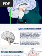 El Colículo Superior | PDF | Anatomía humana | Neurociencia