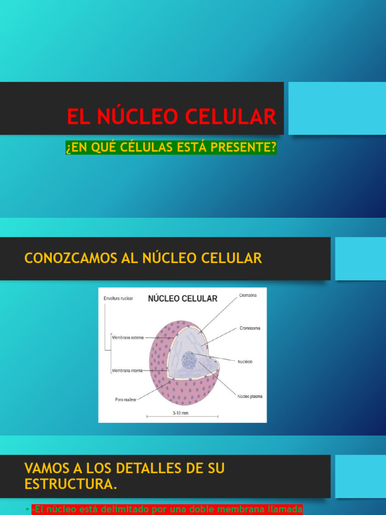 Estructura y Función del Núcleo Celular | PDF | Adn | Cromosoma