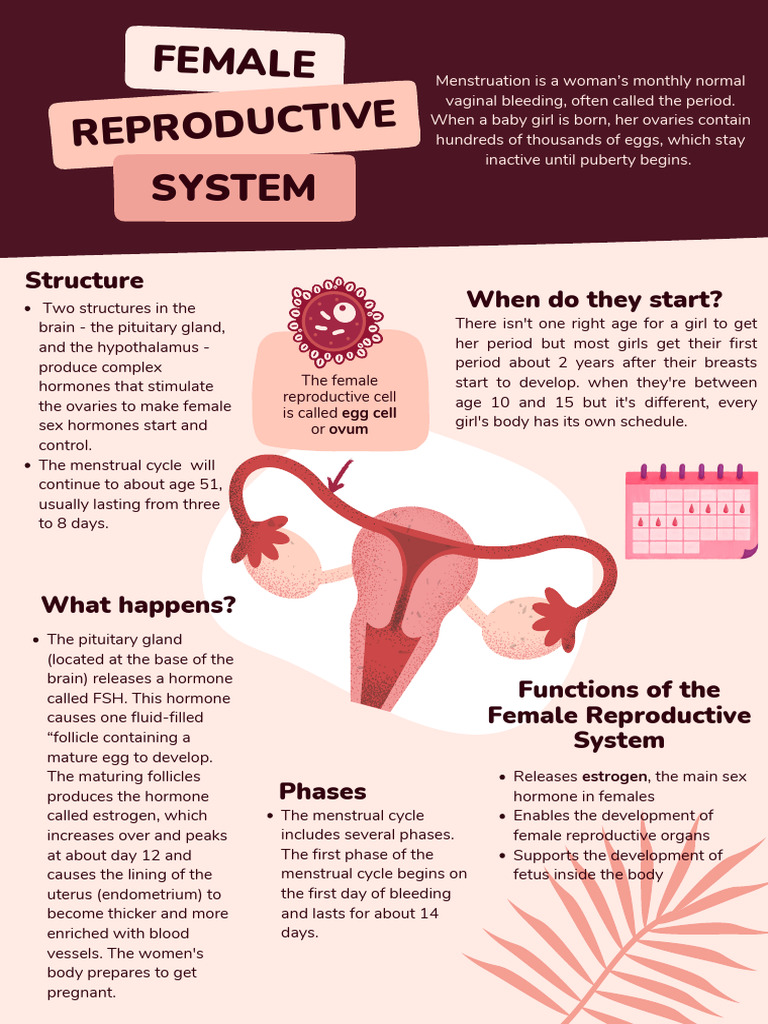 Functions of The Human Reproductive Systems Science Poster | PDF ...