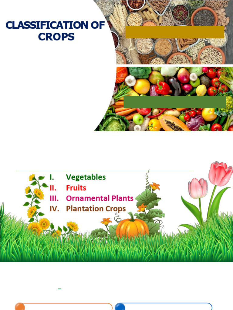 Classification of Crops PRT 2 | PDF | Vegetables | Broccoli