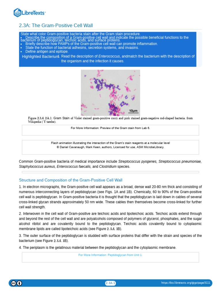 2.3A__The_Gram-Positive_Cell_Wall | PDF | Immune System | Adaptive ...