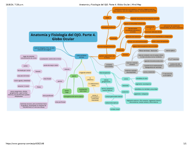 Anatomía y Fisiología del OJO. Parte 4. Globo Ocular _ Mind Map | PDF