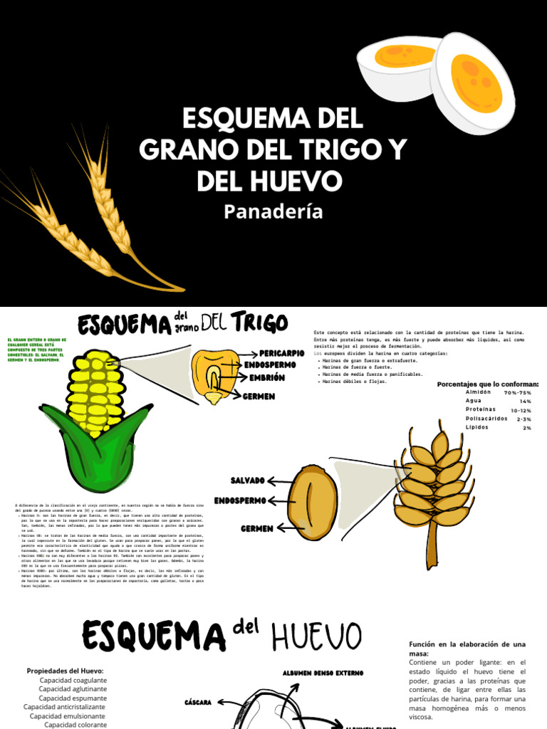 Esquema de Grano de Trigo y Huevo | PDF | Harina | Panes