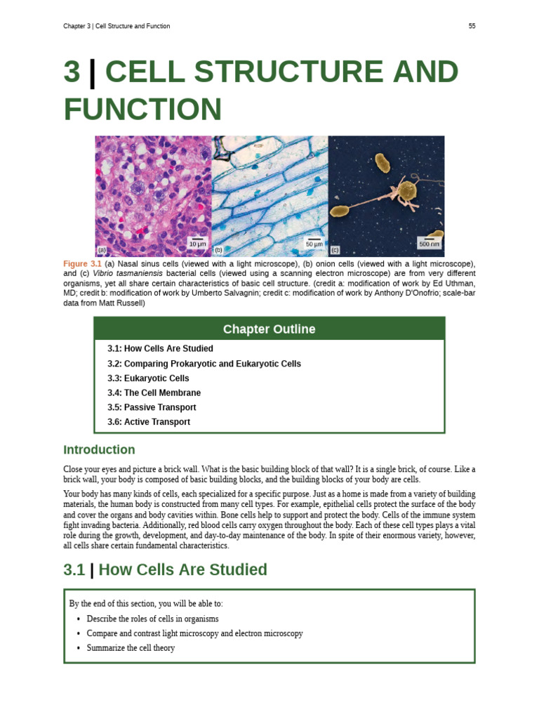 Cell Structure and Function Overview | PDF | Endoplasmic Reticulum ...