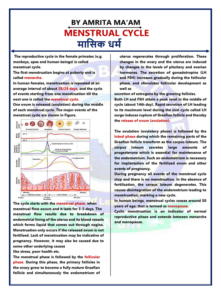 Menstrual Cycle-02 | PDF