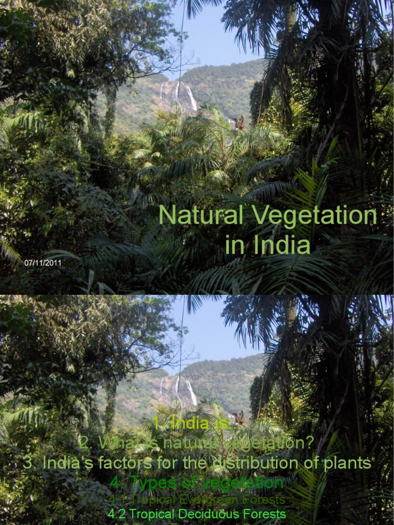 Natural Vegetation of India | Download Free PDF | Forests | Trees