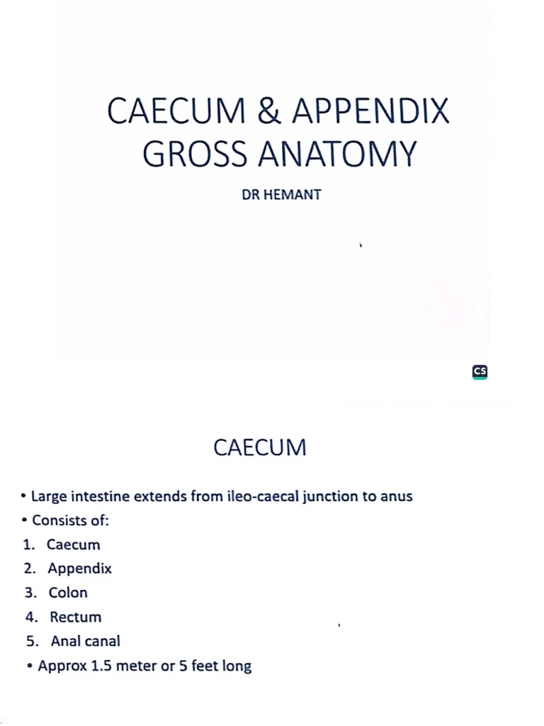Caecum and Appendix Gross Ant | PDF