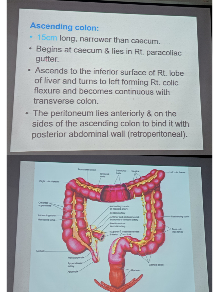 Colon (Ascending, Descending, Transverse) BH DR Bashir | PDF