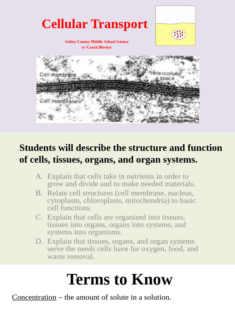 Cell Transport High School | PDF | Cell Membrane | Cell (Biology)
