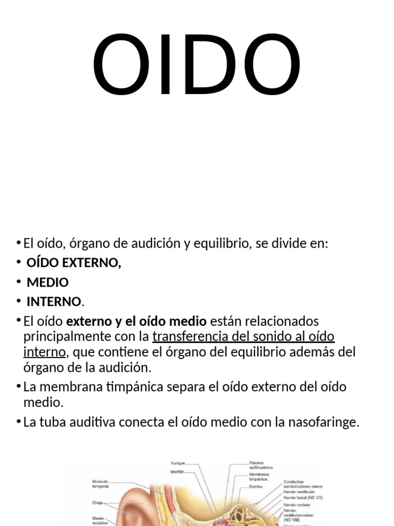 Estructura y Función del Oído Humano | PDF | Oído | Anatomía de los ...