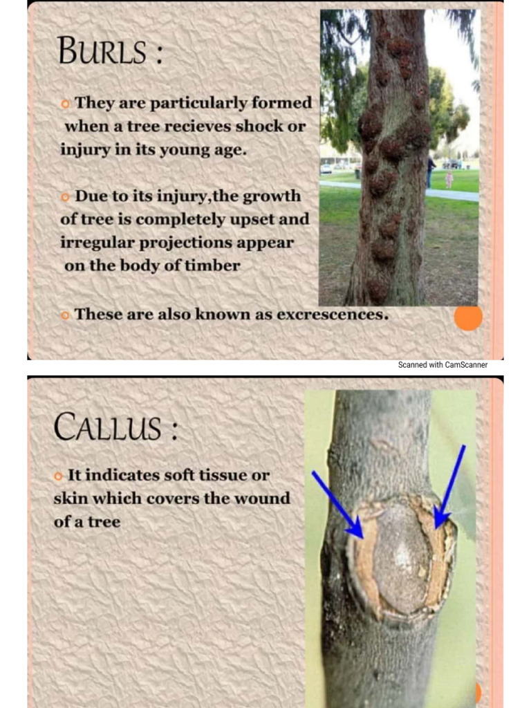 Timber Defects | PDF