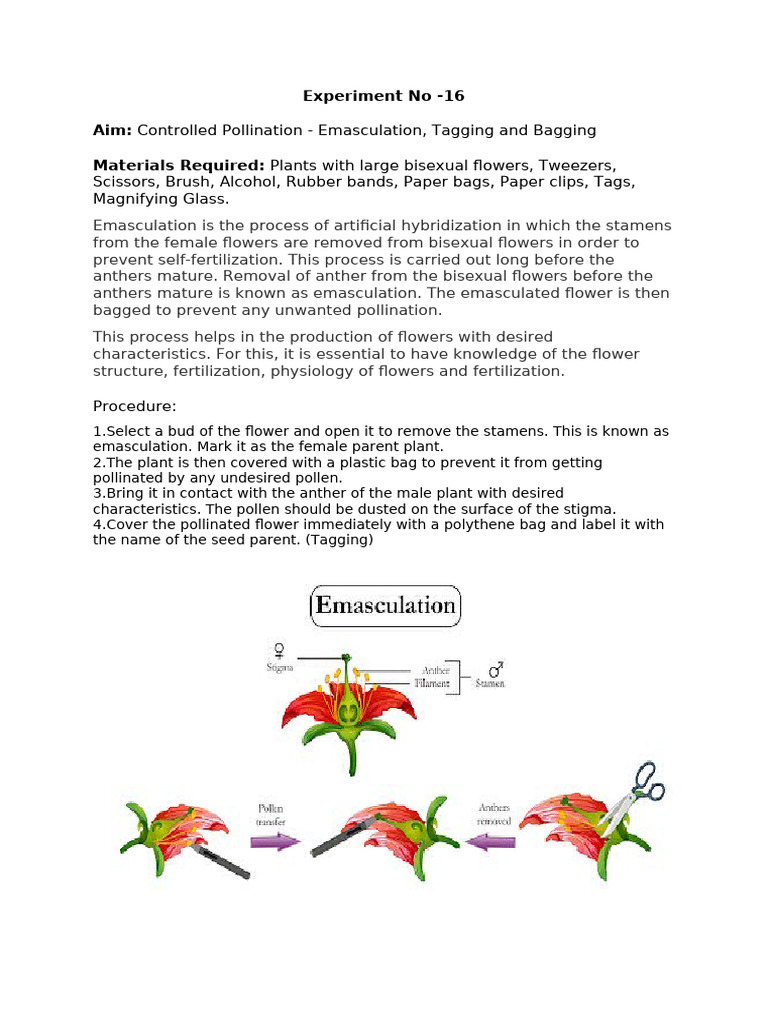 Emasculation Bagging and Tagging | PDF