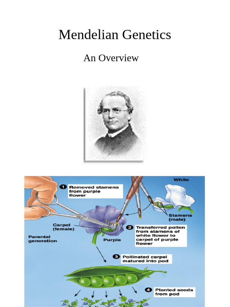 Mendelian Genetics 1 | PDF | Dominance (Genetics) | Allele