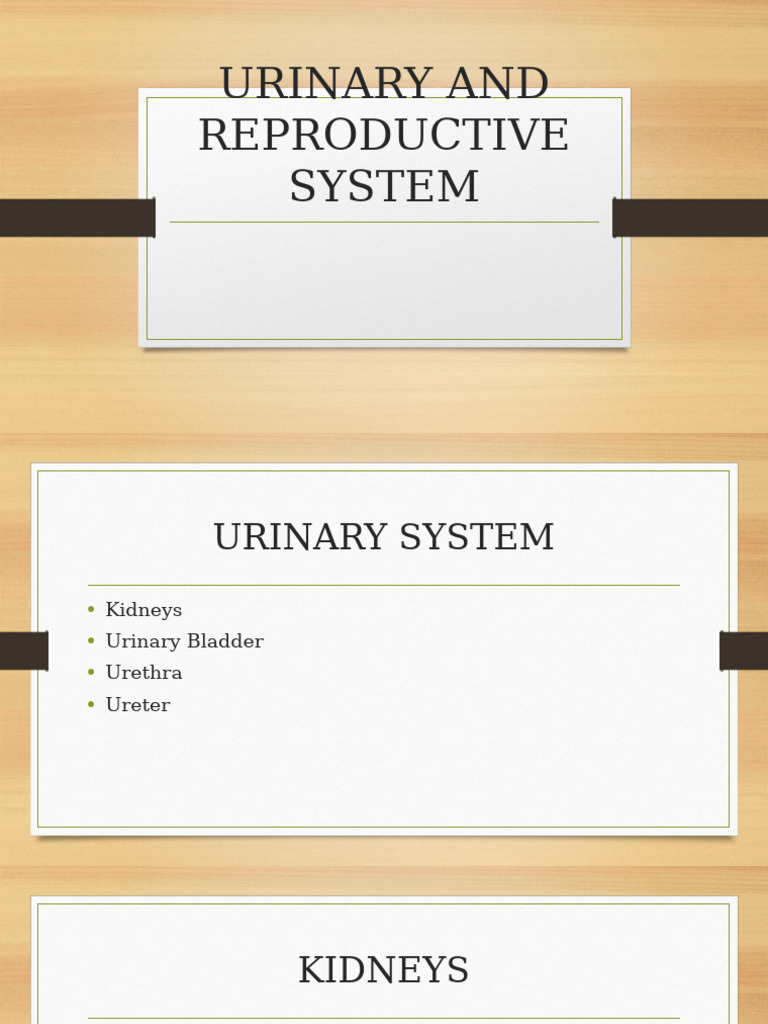 Urinary and Reproductive System234 | PDF | Menstrual Cycle | Kidney