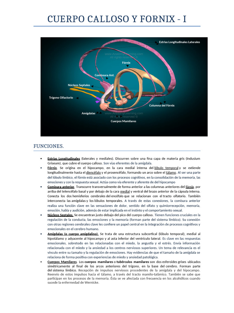Cuerpo Calloso y Fornix 1 | PDF | Las emociones | Sistema límbico