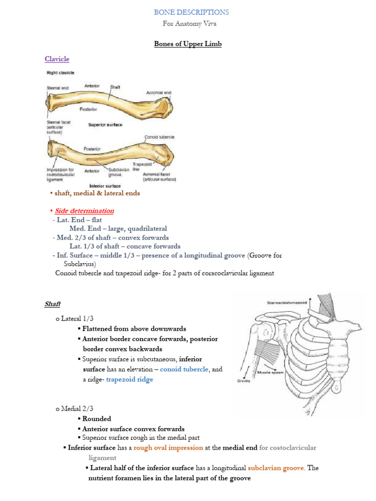 Upper Limb Bone Anatomy Guide | PDF | Vertebra | Musculoskeletal System