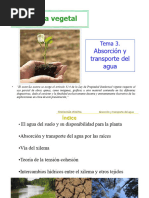 Apoplasto y Simplasto | PDF | Raíz | Biología Celular)