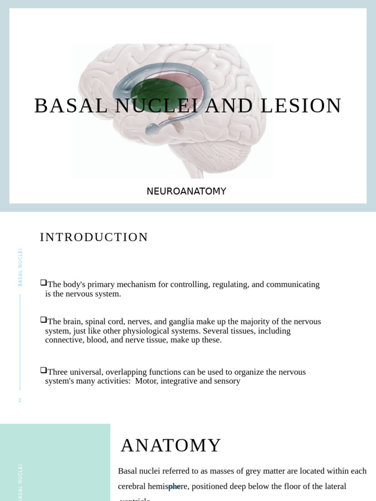 Basal Nuclei: Anatomy and Disorders | PDF | Basal Ganglia | Striatum
