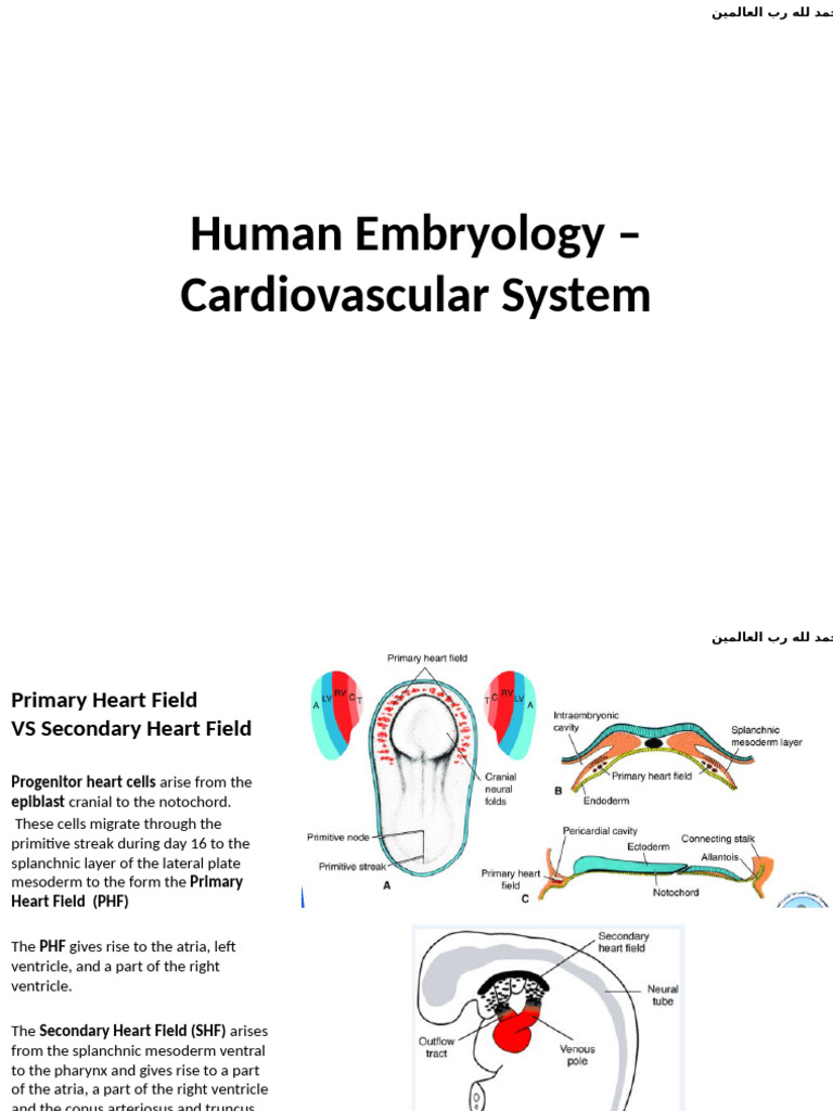 Human Embryology 13 Â Cardiovascular System | PDF | Heart | Vein