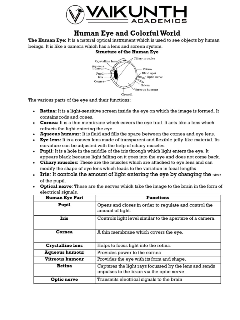 Human Eye Structure and Functions | PDF | Eye | Human Eye