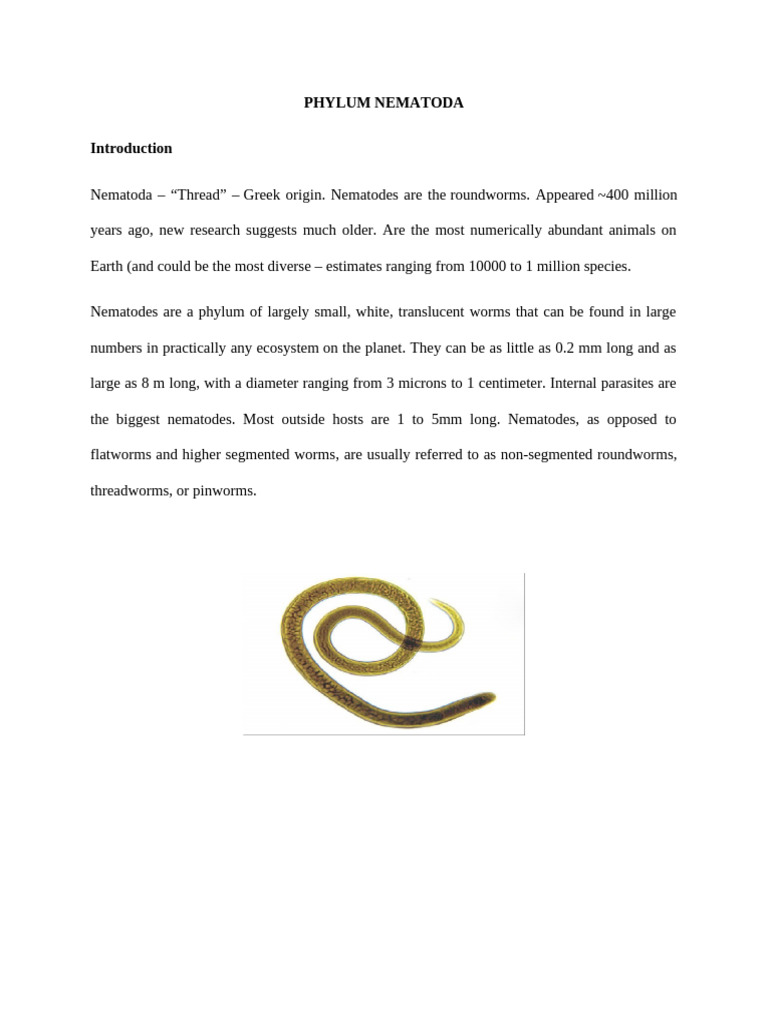 l13 Animal Kingdom & Phylum Nematoda | PDF | Nematode | Zoology