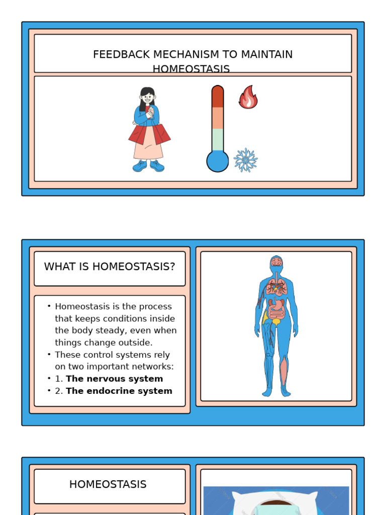 Homeostasis Lesson Presentation in Blue White and Pink Illustrative ...