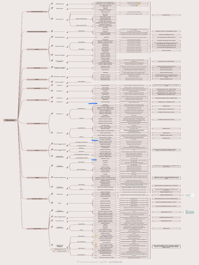Muscles mind map | PDF | Human Leg | Thumb