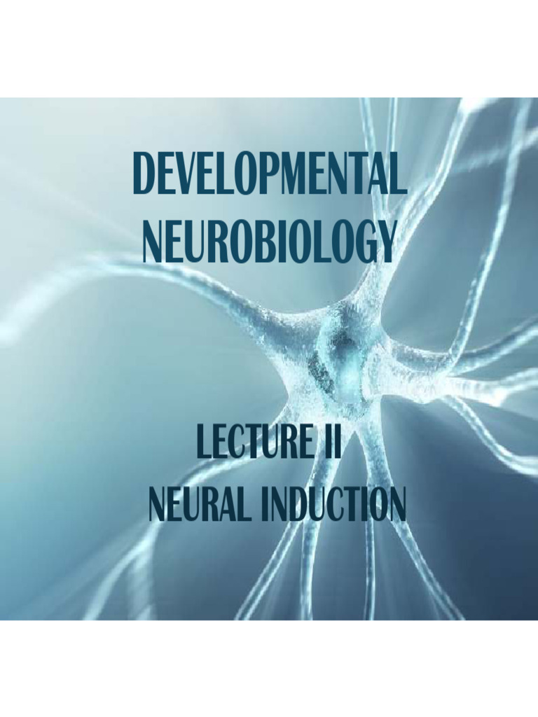 Developmental Neurobiology Lecture II | PDF | Cell Signaling ...