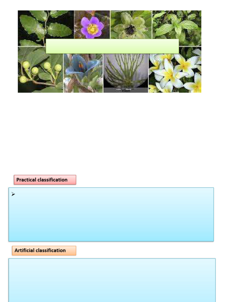 679951579classification of Angiosperms For B.sc. Part II Students | PDF ...
