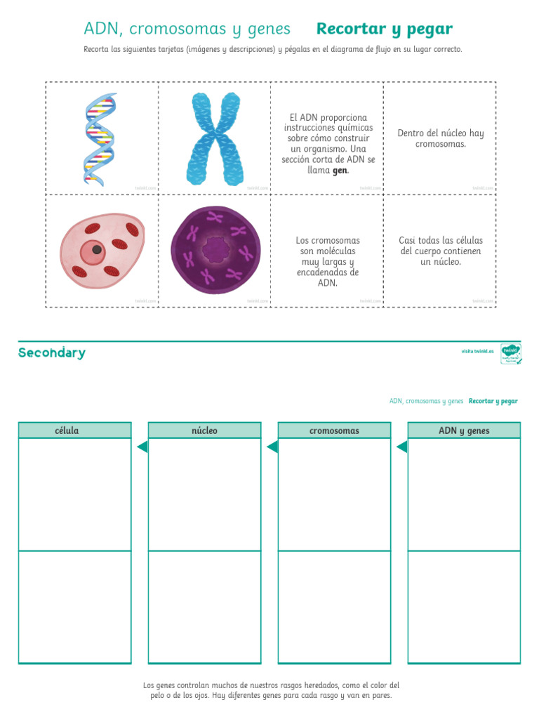 ADN, Cromosomas y Genes Recortar y Pegar | PDF | Adn | Nucleo celular