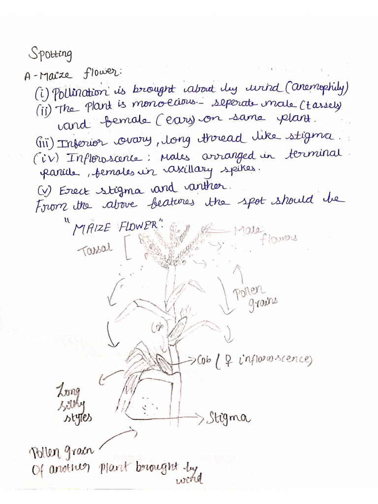 Practical Viva | PDF