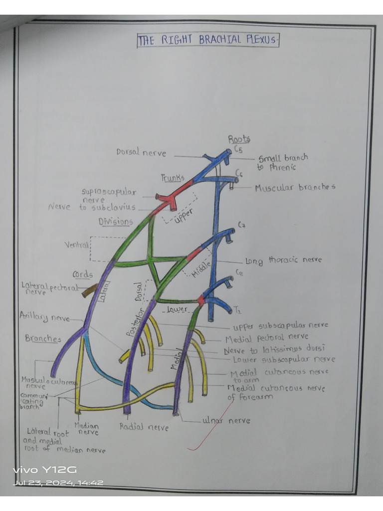Branchial Plexus | PDF