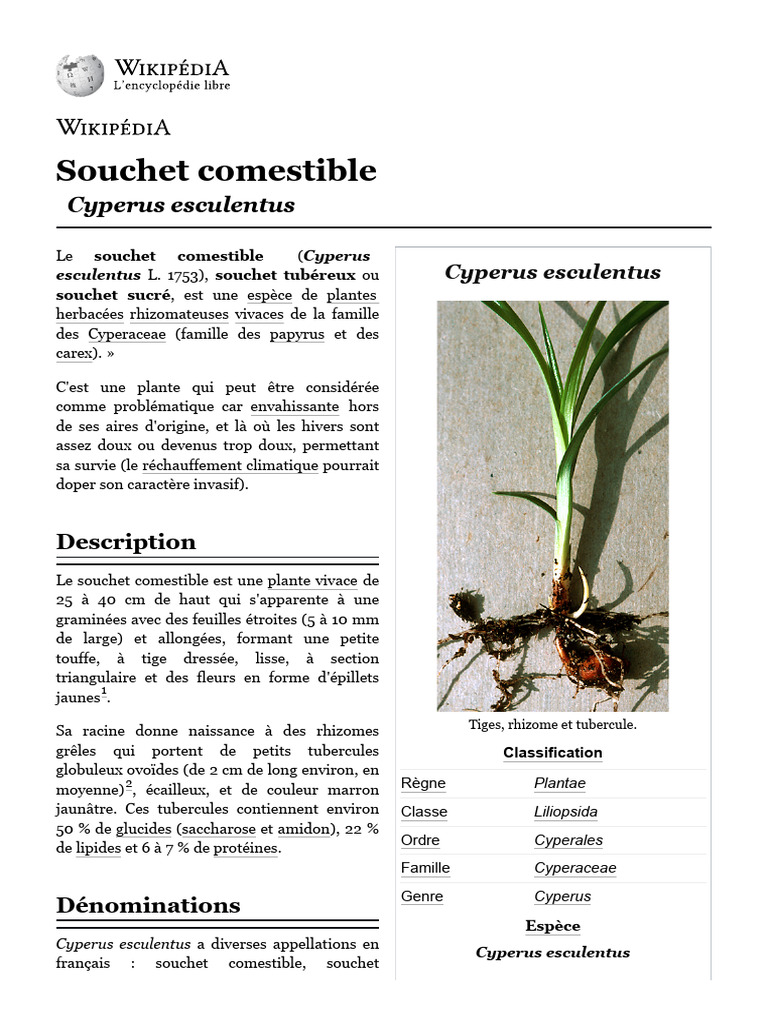 Souchet comestible : caractéristiques et culture | PDF | Cuisine végan ...