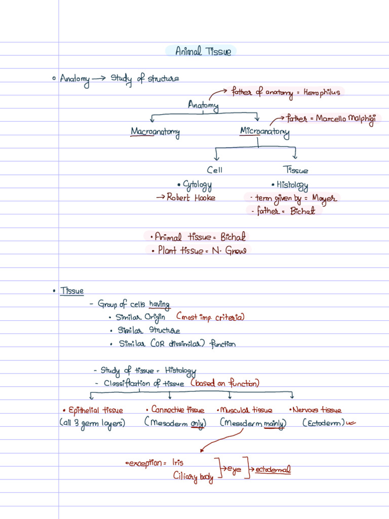 Epithelial Tissue Class Notes | PDF