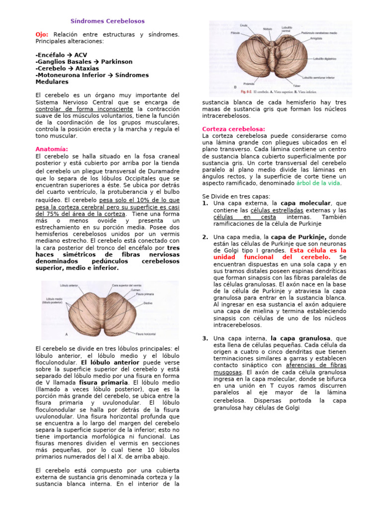 Síndromes Cerebelosos: Anatomía y Funciones | PDF | Cerebelo | Sistema ...