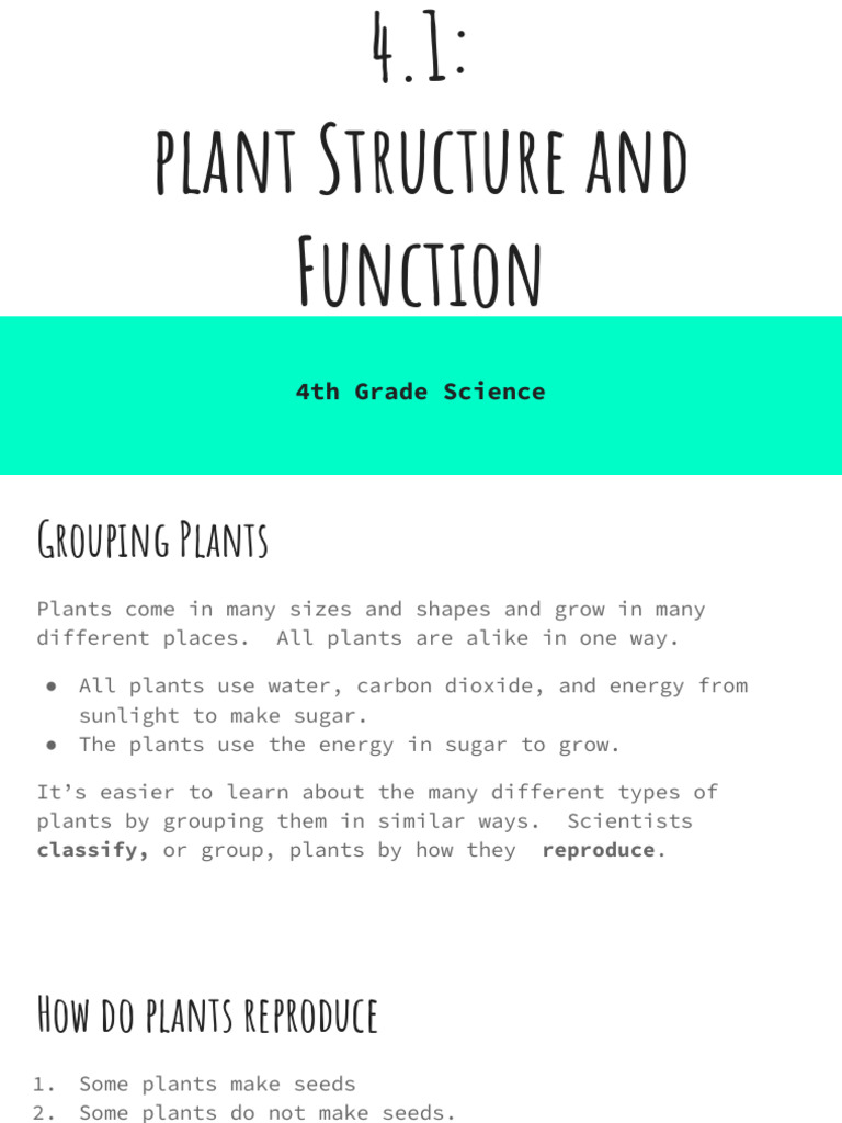Plant Structure and Function for Kids | PDF | Flowers | Seed