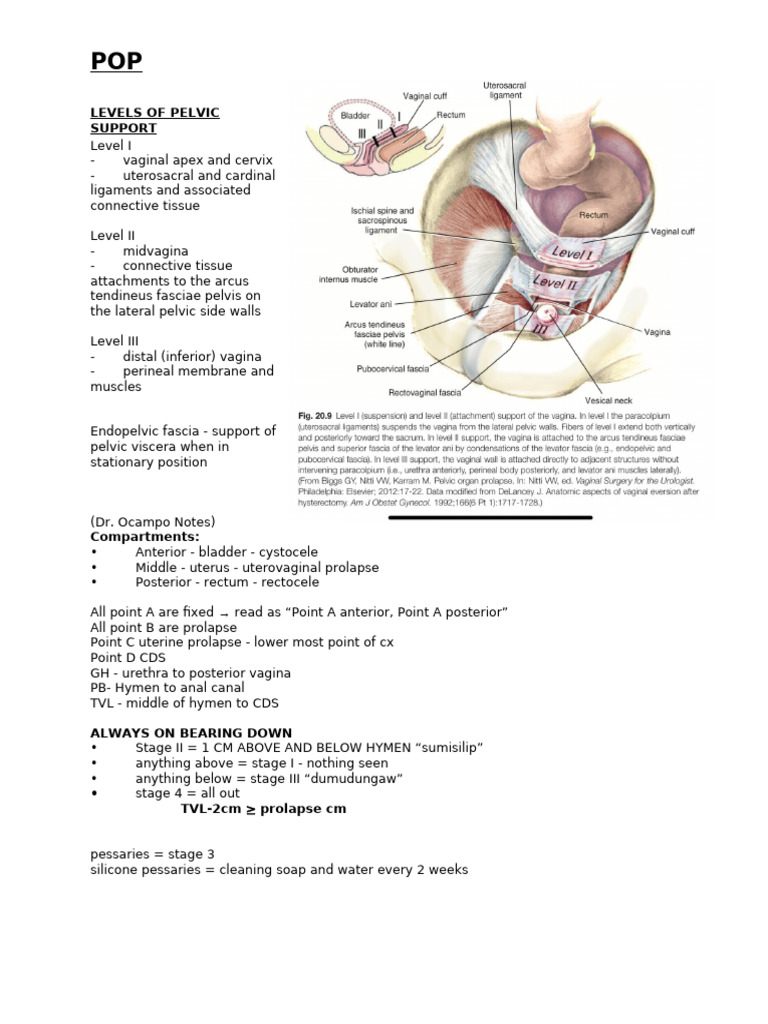 Levels of Pelvic Support | PDF