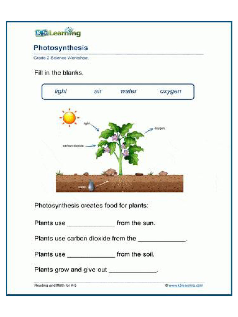 Photosynthesis Worksheet 6 | PDF