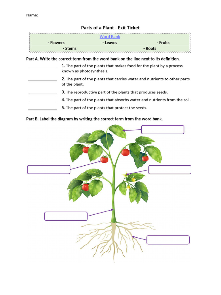 Parts of A Plant - Exit Ticket: - Roots - Fruits - Leaves - Flowers - Stems | PDF
