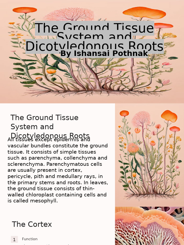 The Ground Tissue System and Dicotyledonous Roots | PDF | Root | Tissue ...