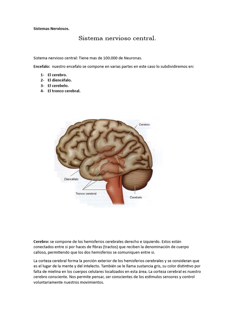 Sistemas Nerviosos SNC y SNP | PDF | Cerebro | Sistema nervioso central