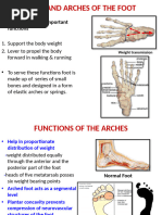 First Ray Biomechanics in Foot Function | PDF | Foot | Anatomical Terms ...