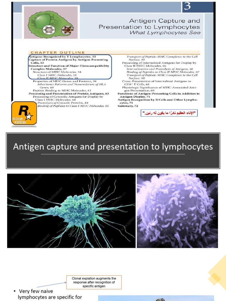 Antigen Presentation and Immune Response | PDF | Major ...